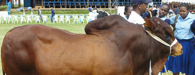 2016 Livestock Breeders Show - CKL Africa Ltd | CKL Africa Ltd