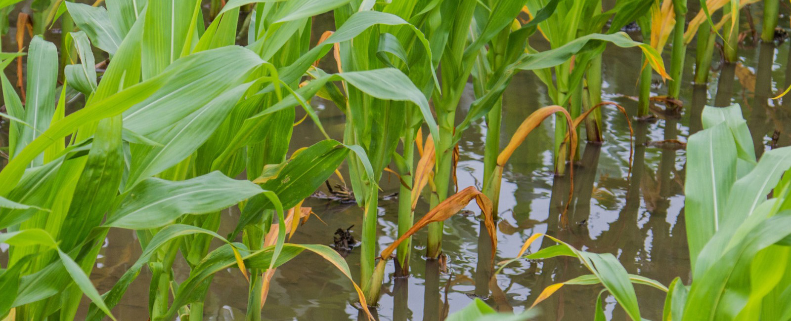 Managing Crops in Heavy Rainfall Season | CKL Africa Ltd
